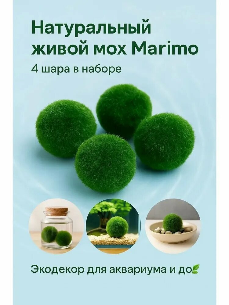 Кладофора шаровидная мох маримо (Aegagropila linnaei) 2см 4шт.