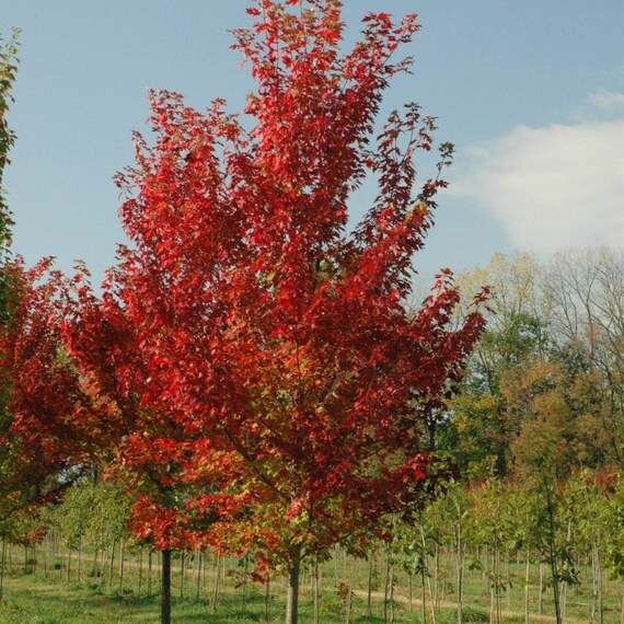 Клен Фримана Отом Фентази "Autumn Fantasy" - 300-350, Контейнер: С65