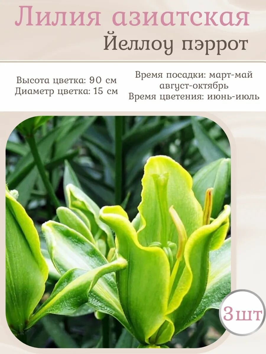 Луковицы лилии многолетние, новые популярные сорта 3 штуки