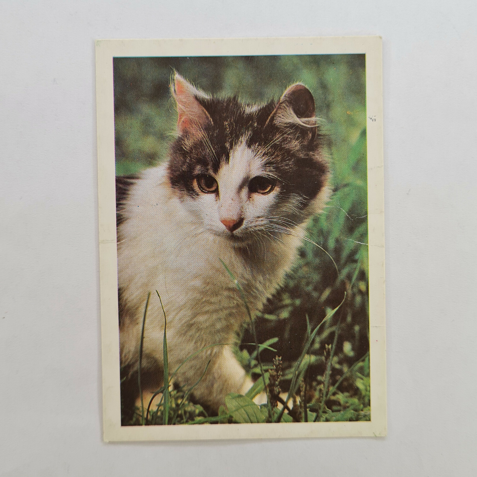 Карманный календарик СССР 1990. Котенок на траве, животные. Советский календарь