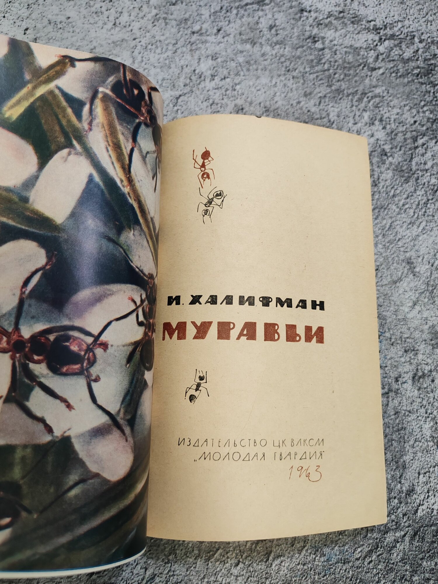 Муравьи (1963 г.) — фото 1