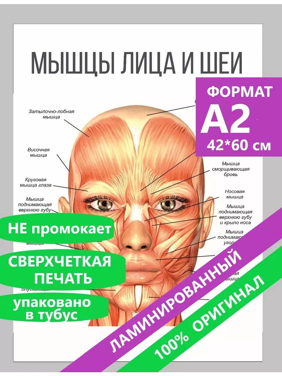 Постеры А2 по анатомии мышцы лица и шеи