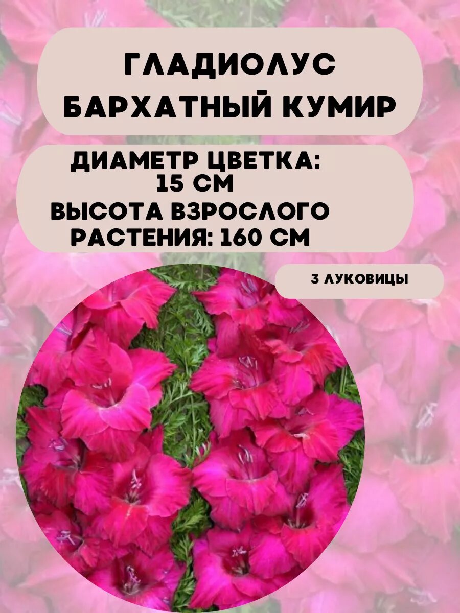 Гладиолус крупноцветковый/Луковицы гладиолуса