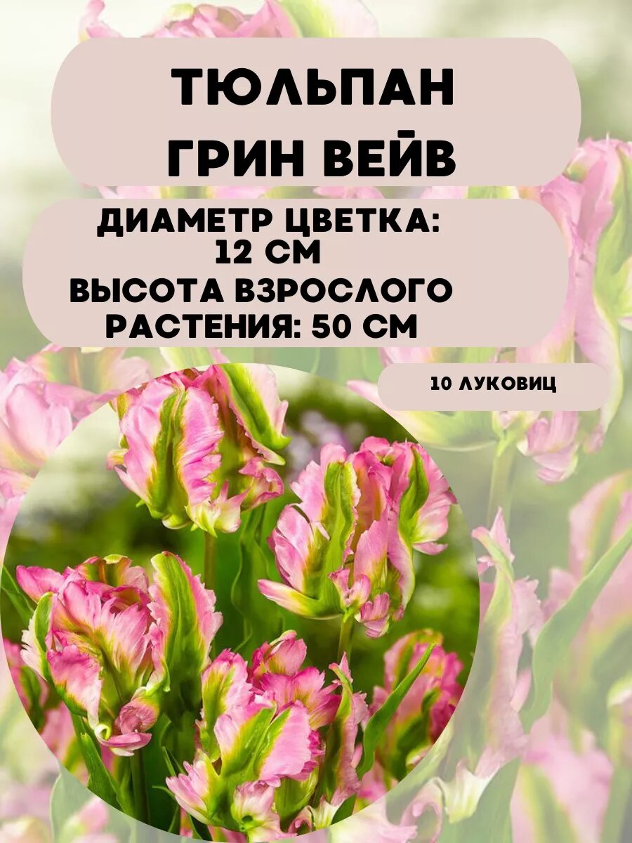Тюльпан махровый попугайный триумф