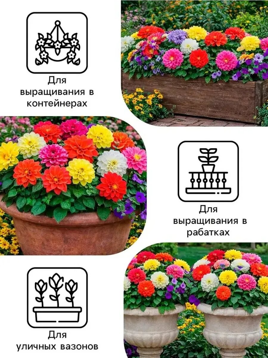 Махровые семена Георгина «Опера» для яркого сада