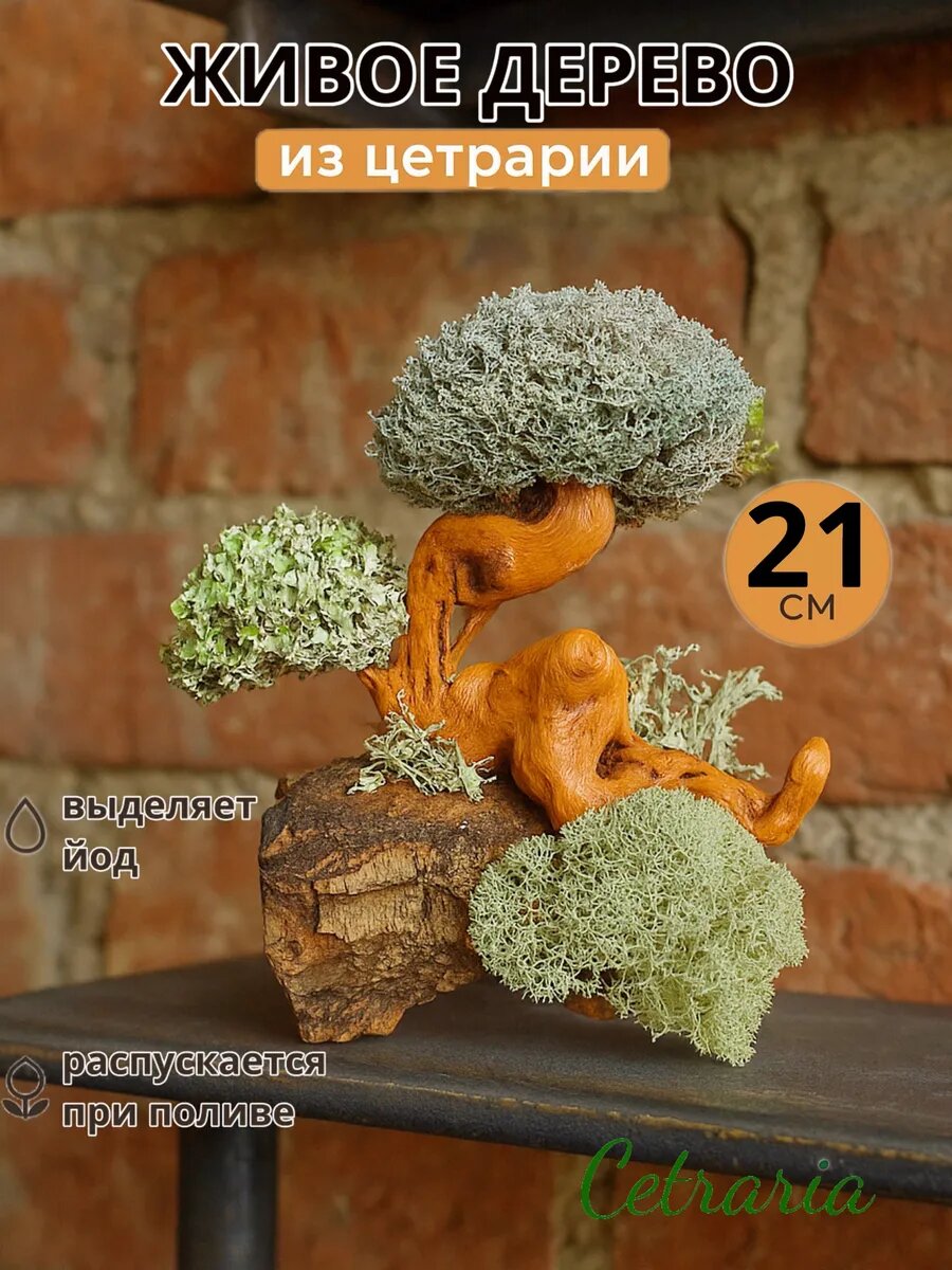 Статуэтка Cetraria "Деревце цетрария", дерево, сухоцвет высота 21 см
