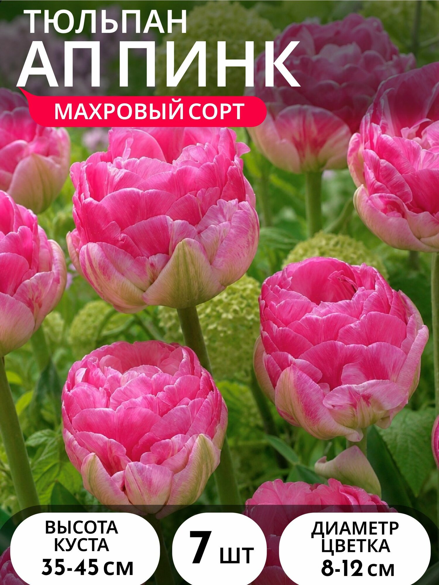 Тюльпаны махровые многолетние луковицы сорта "Ап Пинк" -7 шт
