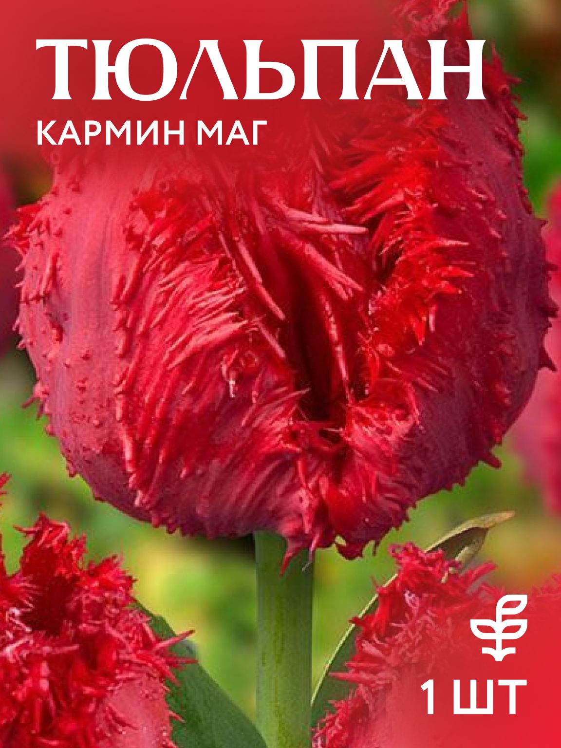 Тюльпан луковицы многолетние 1 шутка