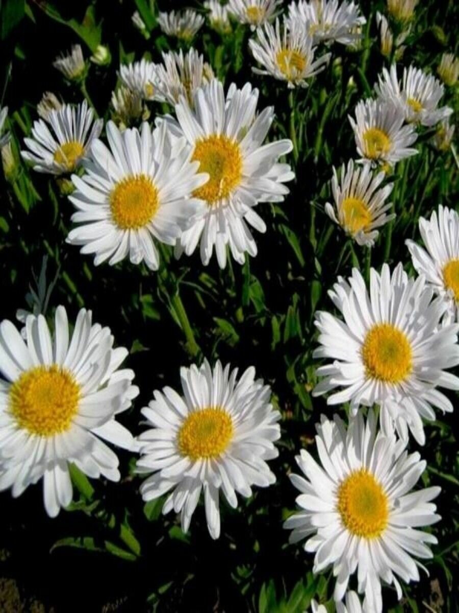 Астра Holland Bulb Market "Вайт", корни, многолетняя, высота 35 см, белая