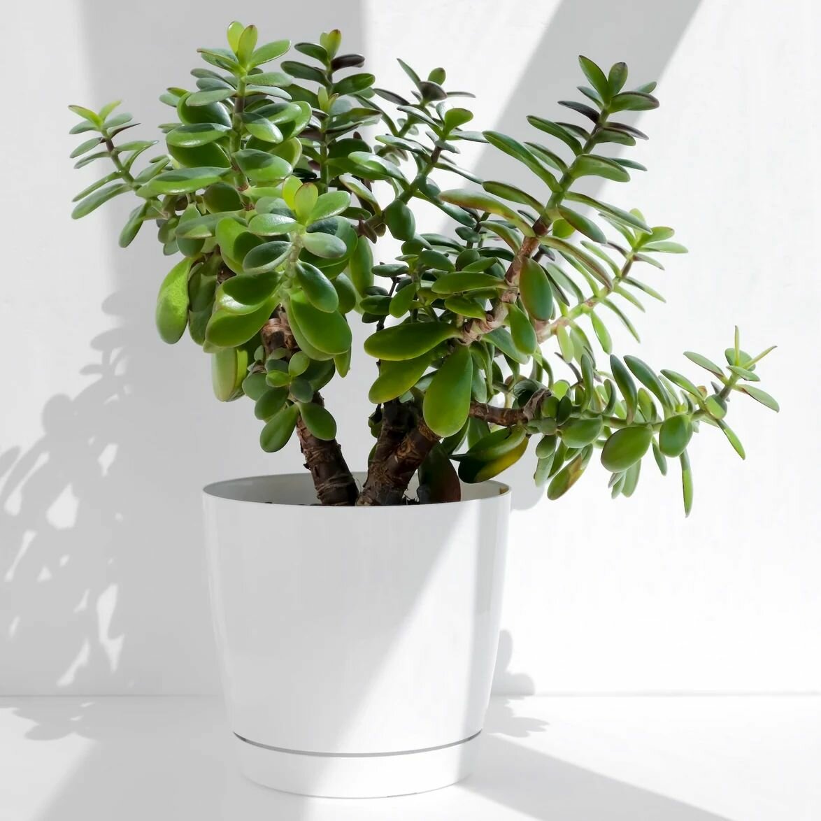 Крассула Портулатея Овата (Crassula ovata) живой цветок, суккулент вариегатный, живое растение для выращивания дома 1 отросток срез