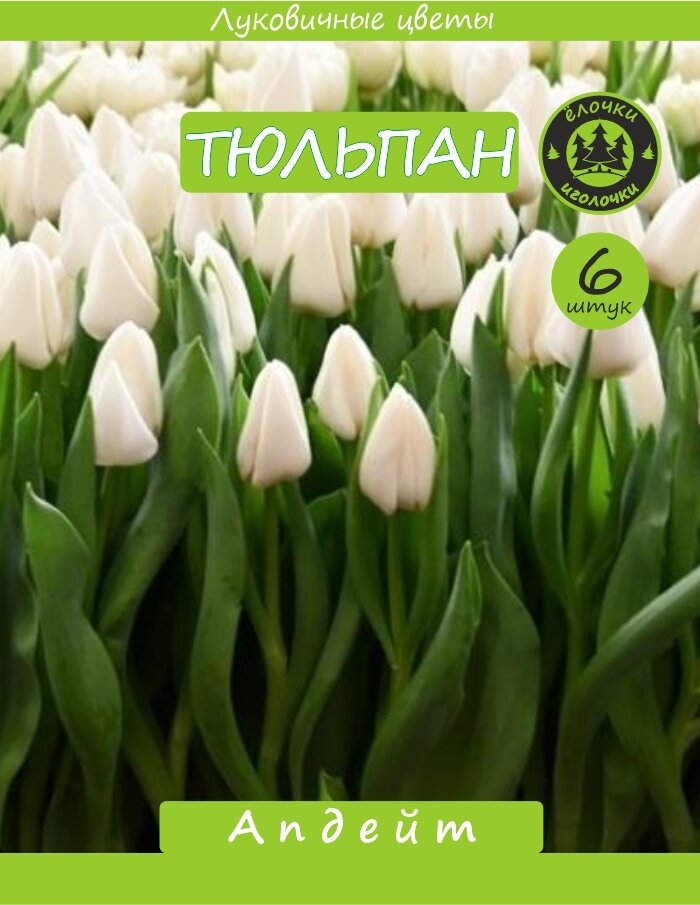Тюльпан Луковица, Апдейт, 6шт