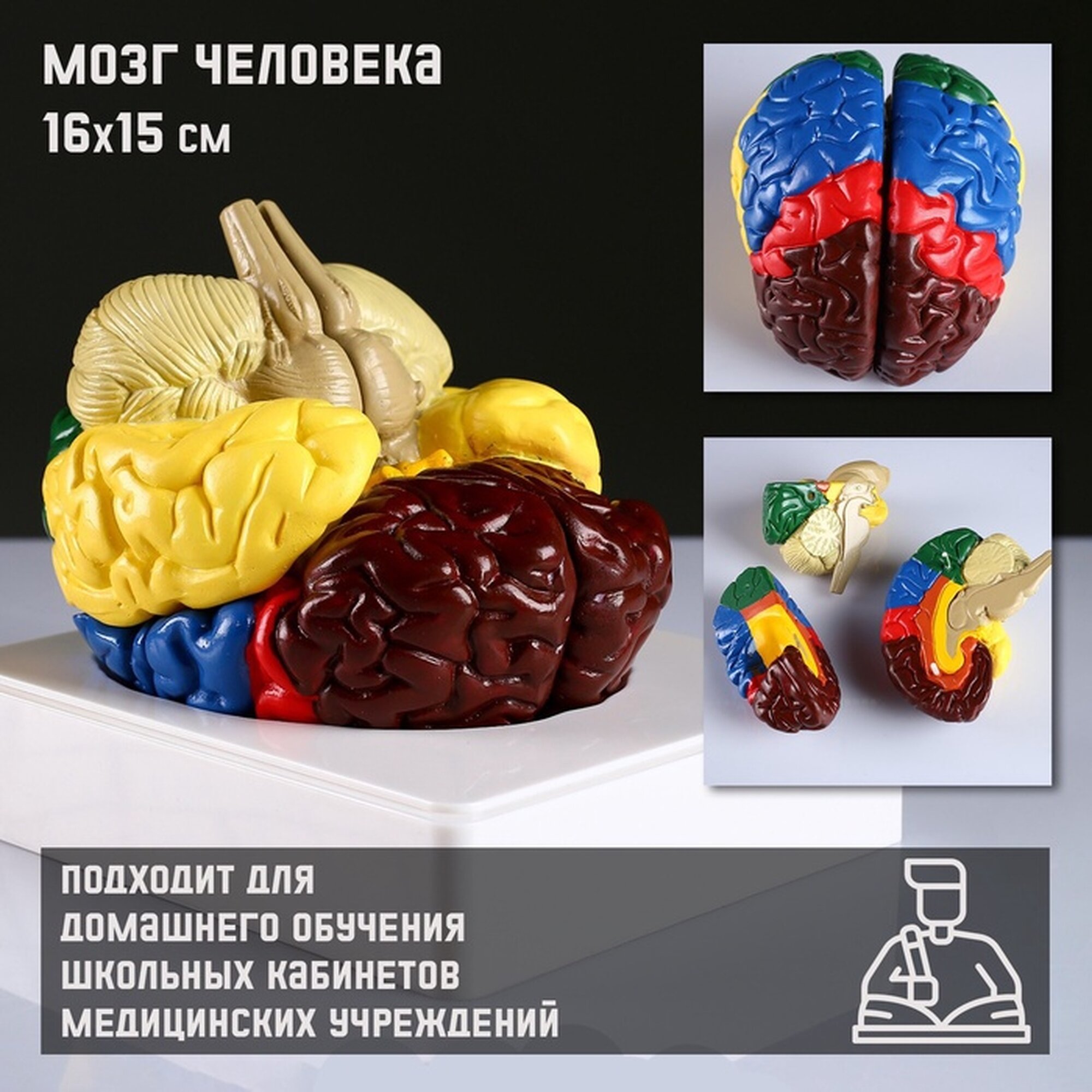 Анатомическая модель «Макет мозга человека», 16×15 см, разноцветный