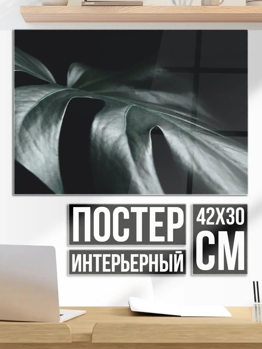 Плакат постер лист монстеры
