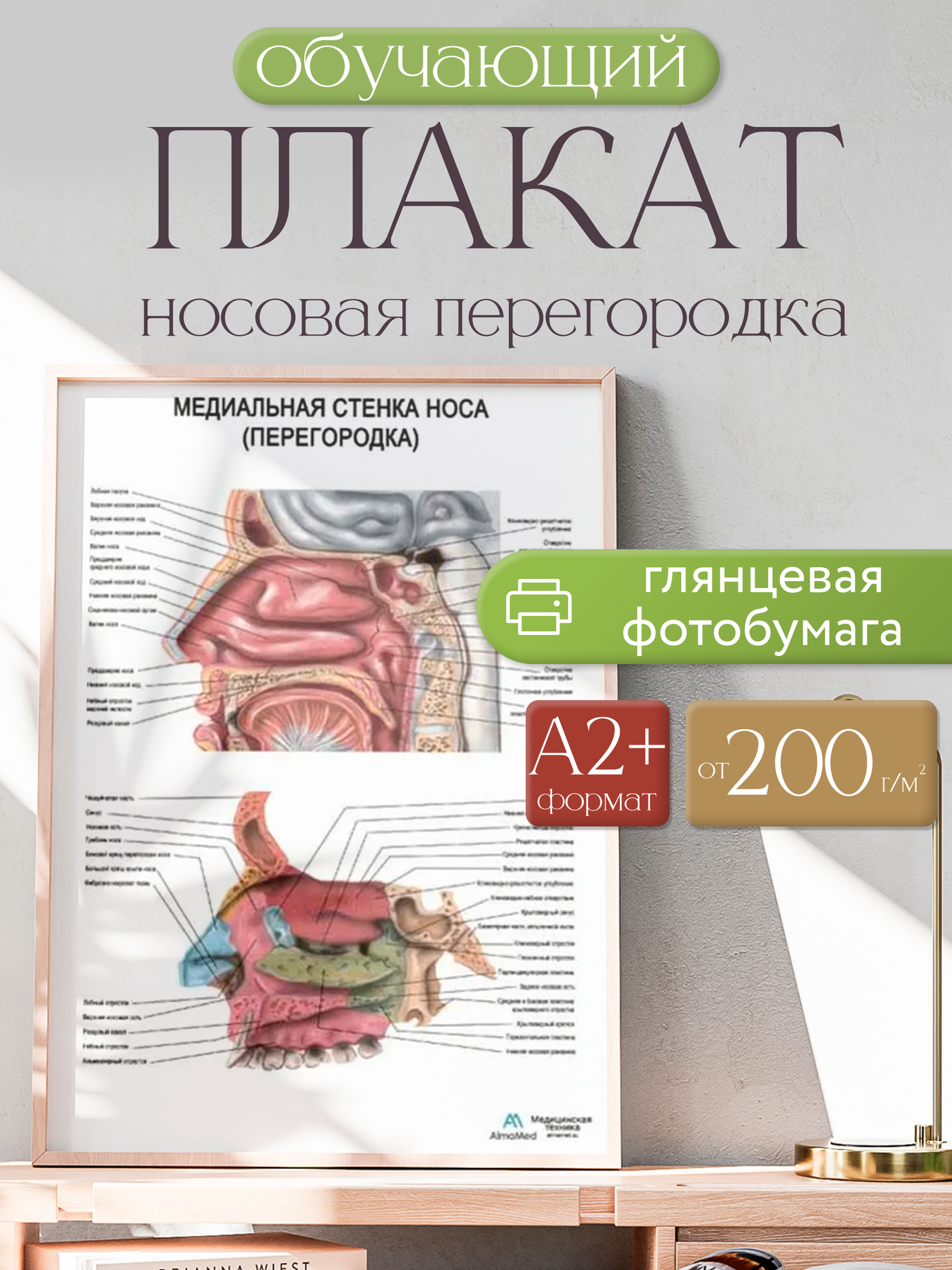 Латеральная стенка носа плакат, глянцевая фотобумага от 200 г/кв. м, размер A2+