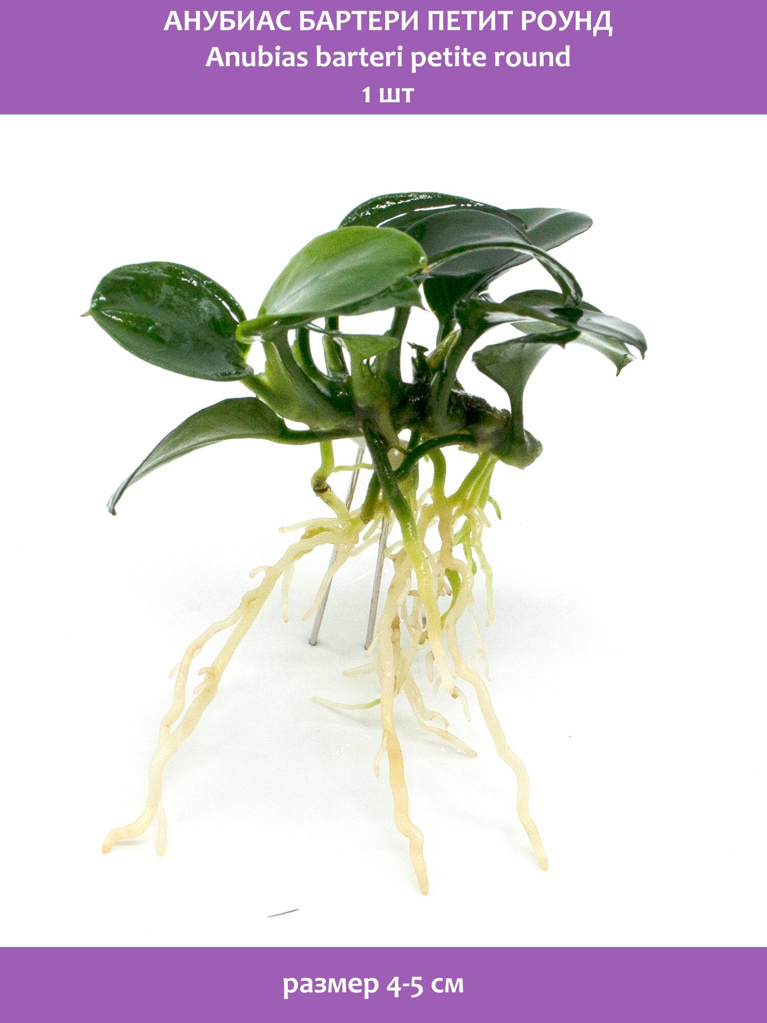 Bestfish24 Анубиас бартери петит роунд, 4-5см, 1шт, растения для аквариума