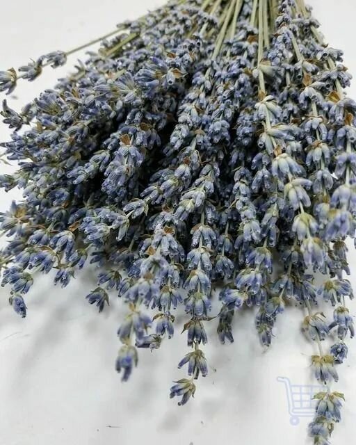 Сухоцветы Лаванда, 25 см, 50 гр, 100 шт
