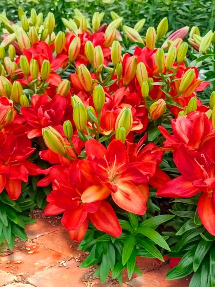 Лилия Pura Amor 1 шт