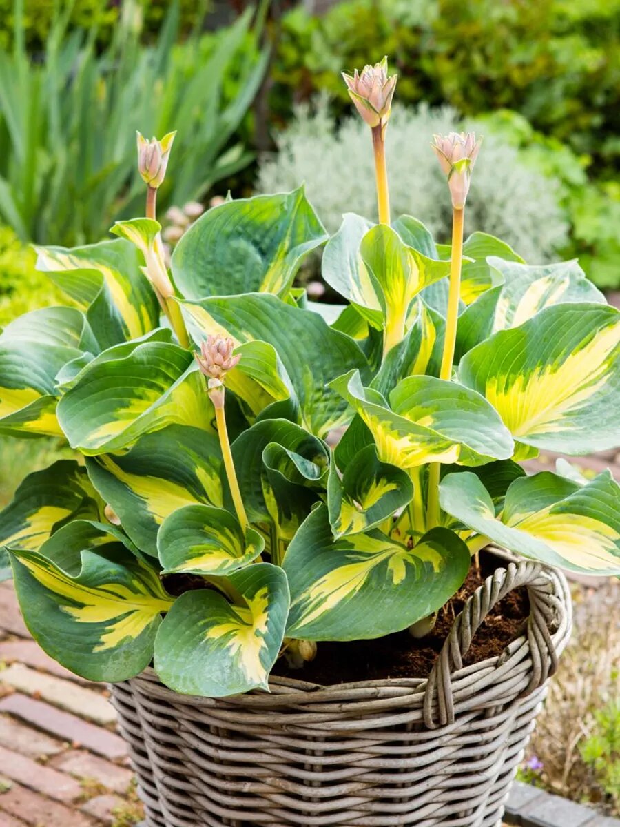 Хоста Beach Boy