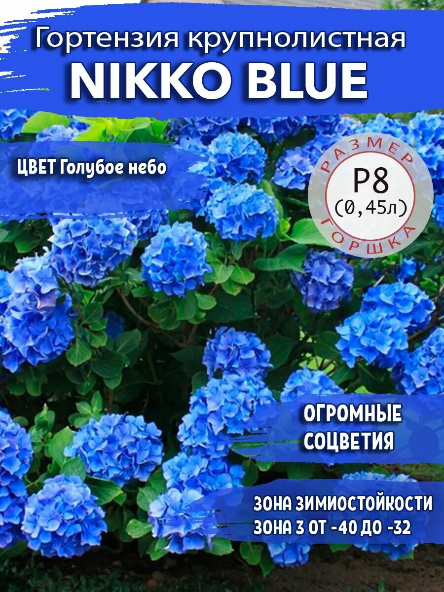 Гортензия Садовые Растения Nikko Blue, многолетняя, небесно-голубая, до 1года