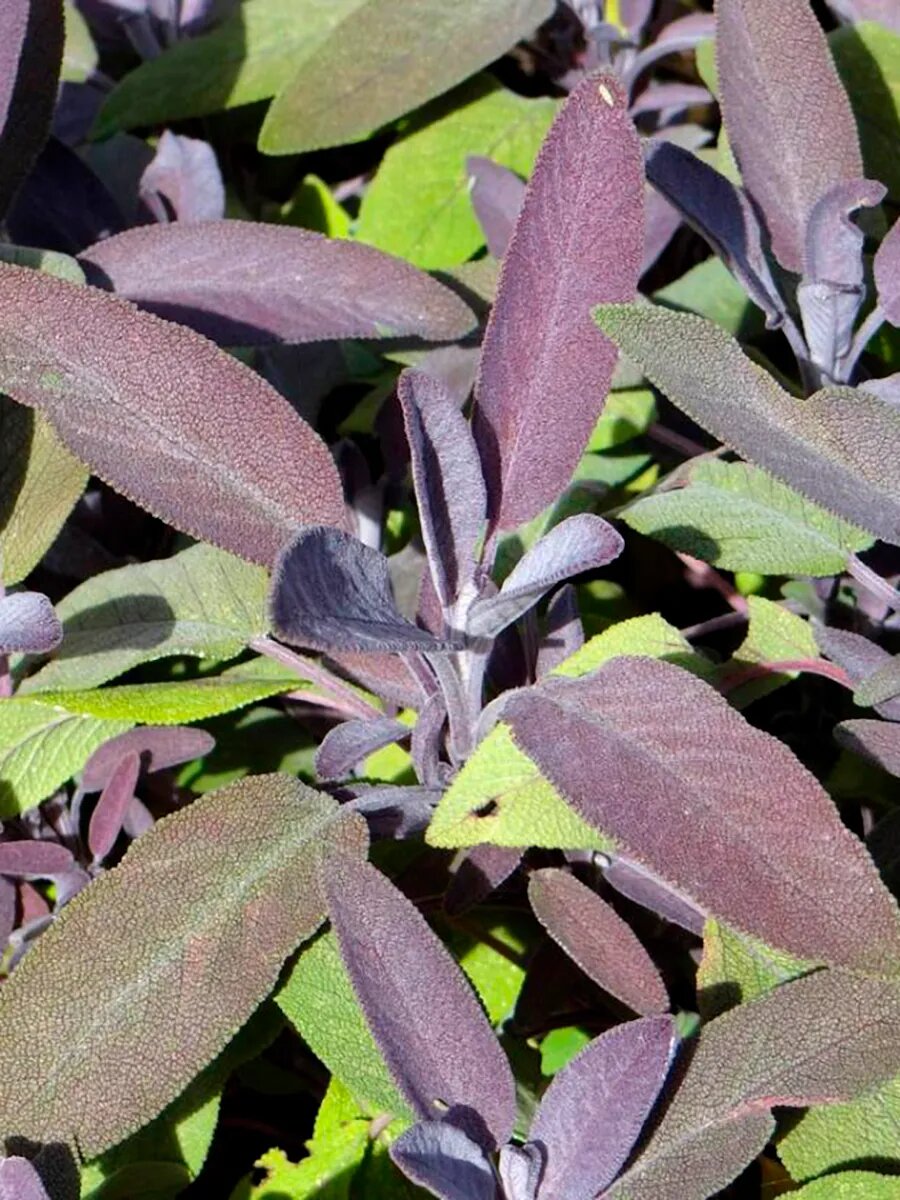 Шалфей лекарственный Purpurascens