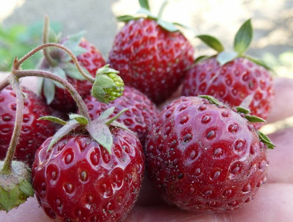 Рассада. Клубника Дольче Куаре 5шт.