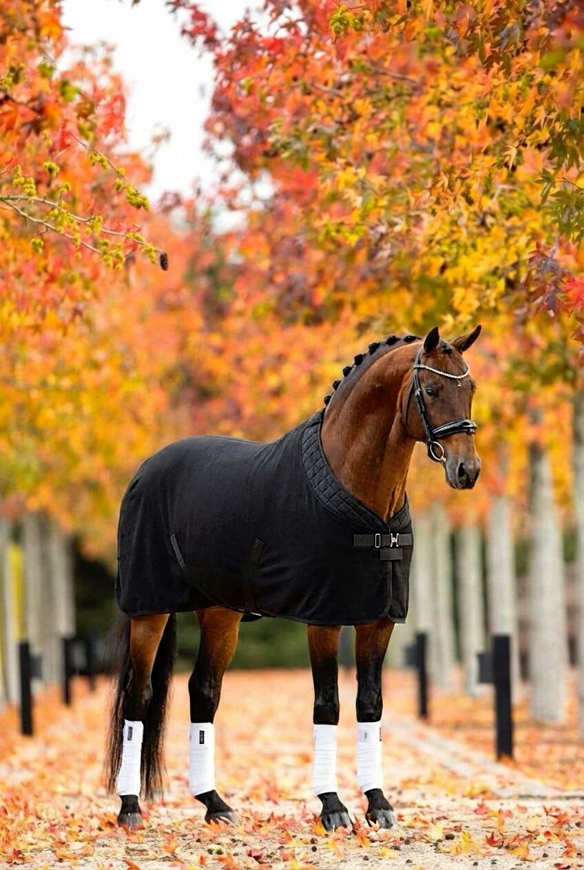 Попона флисовая для лошади конный спорт, верховая езда