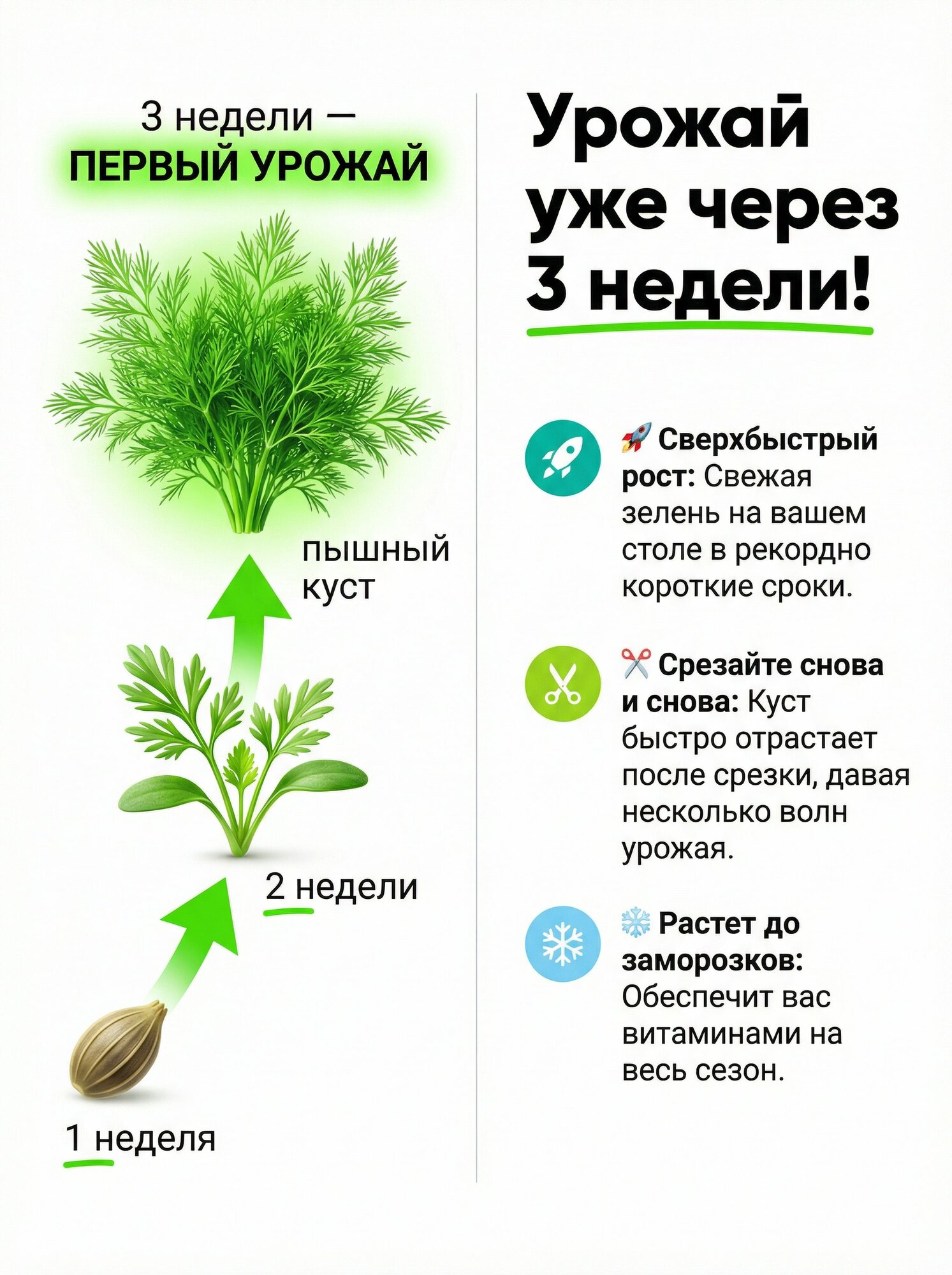 Семена Укроп Кустистый — фото 1