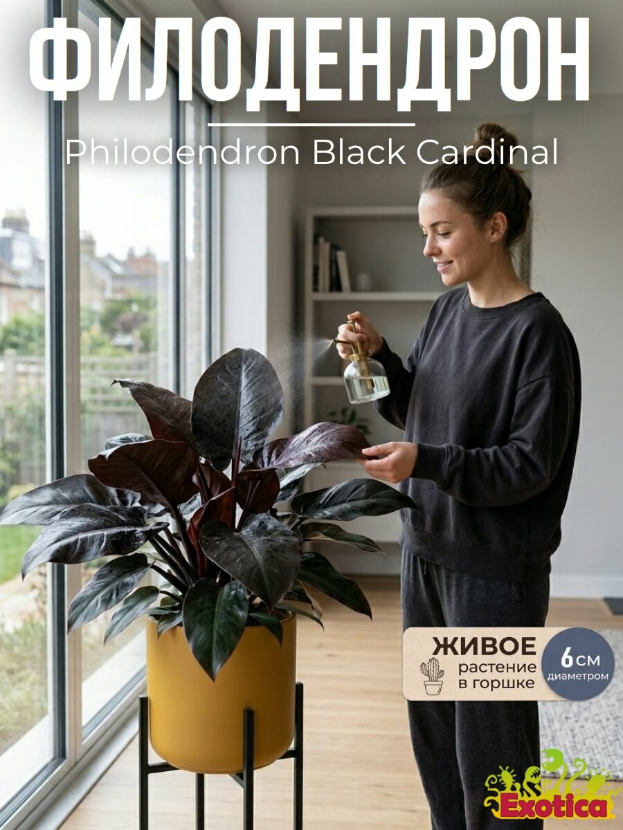 Филодендрон Блэк Кардинал (Philodendron Black Cardinal) D6см, домашнее растение
