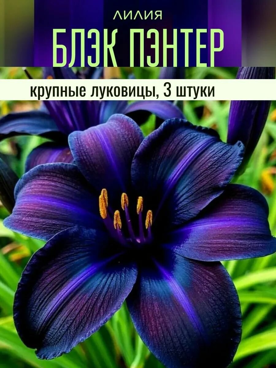 Лилия луковицы, многолетние цветы для посадки,3 штуки