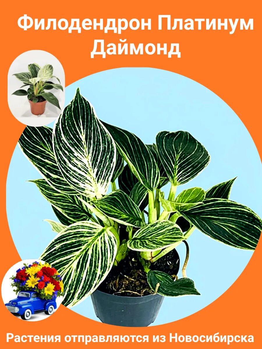 Филодендрон Платинум Даймонд живое комнатное растение