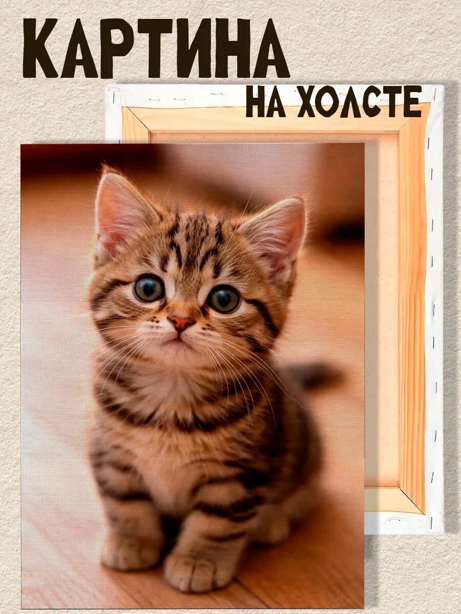Картина на стену Милые котики, на подрамнике, 1шт, 55х38 размер.