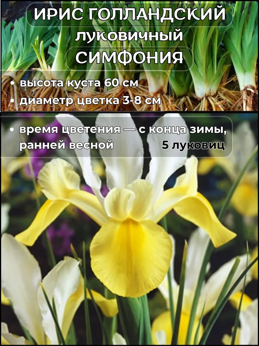 Ирис луковичный, луковицы 5 штук