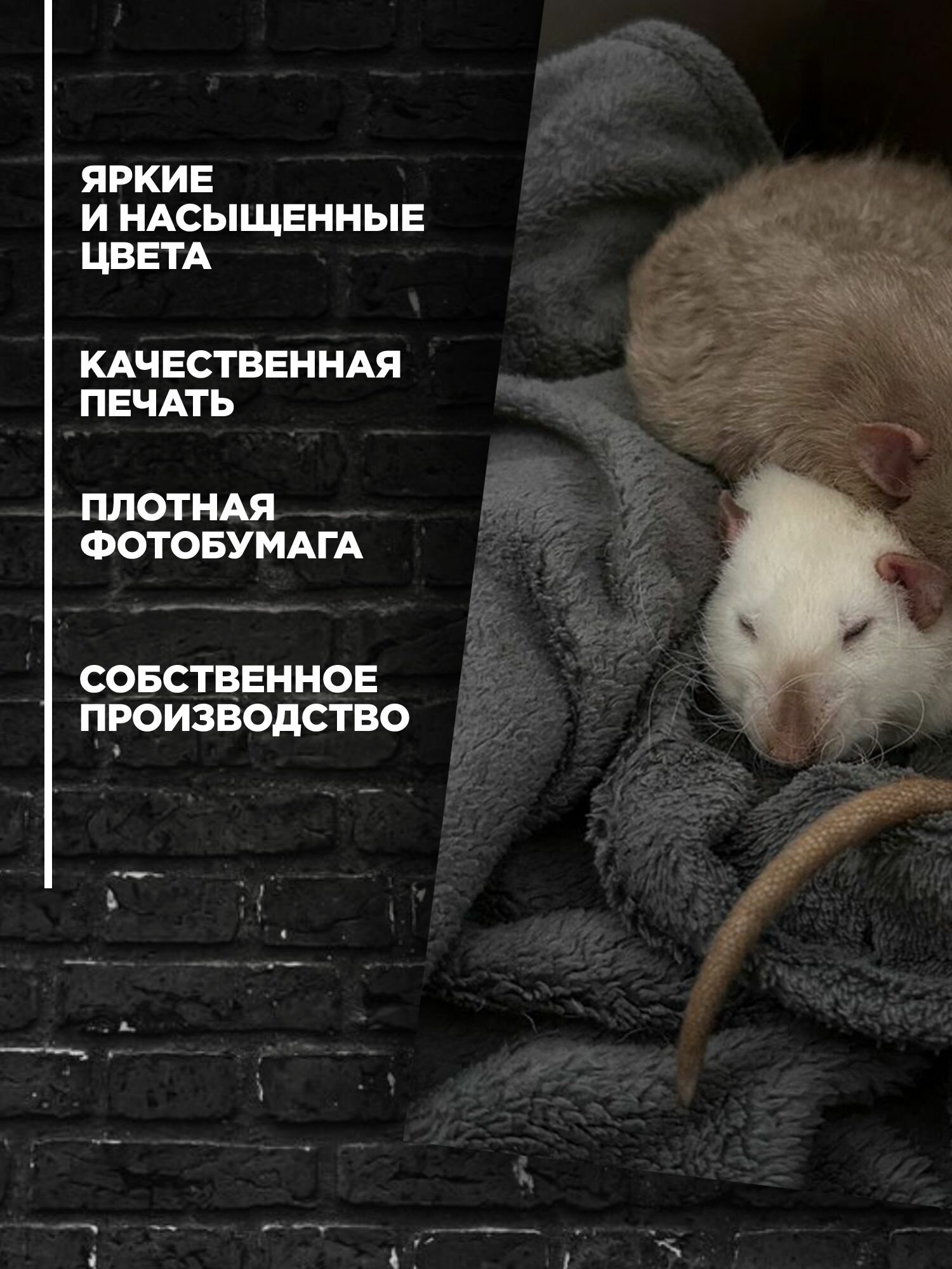 Постер Крысы, Эстетика — фото 1
