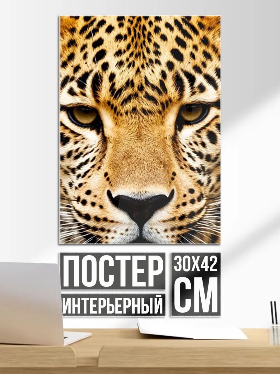 Постер на стену Леопард смотрит