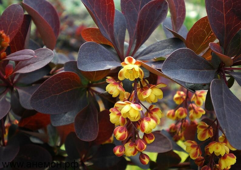 Барбарис оттавский Аурикома (Auricoma), 40-60, С5