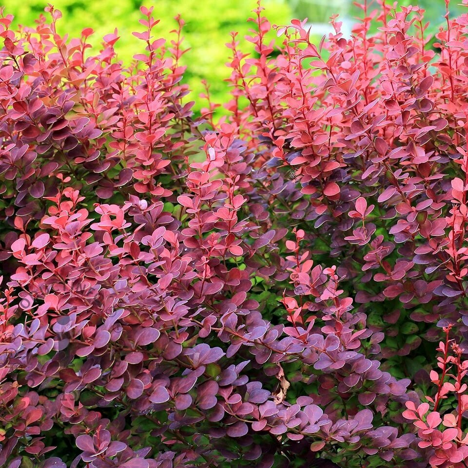 Барбарис тунберга Атропурпуреа (Atropurpurea), 40-60, С5/7.5