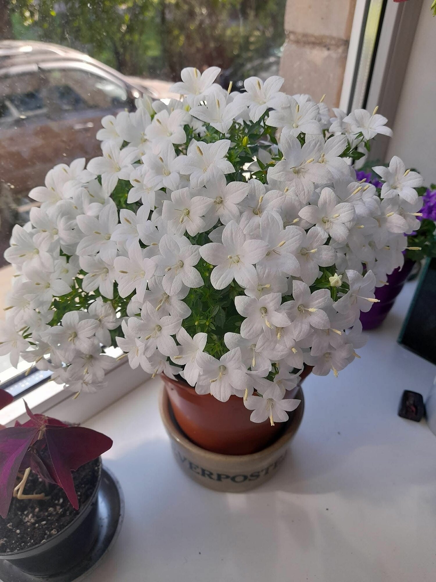 Кампанула Невеста Вайт