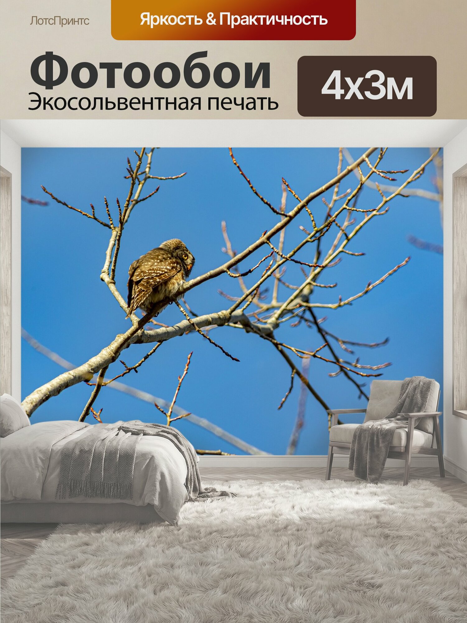 Фотообои "Евразийская карликовая сова, сова, птица" 400x300 см. экосольвентная печать