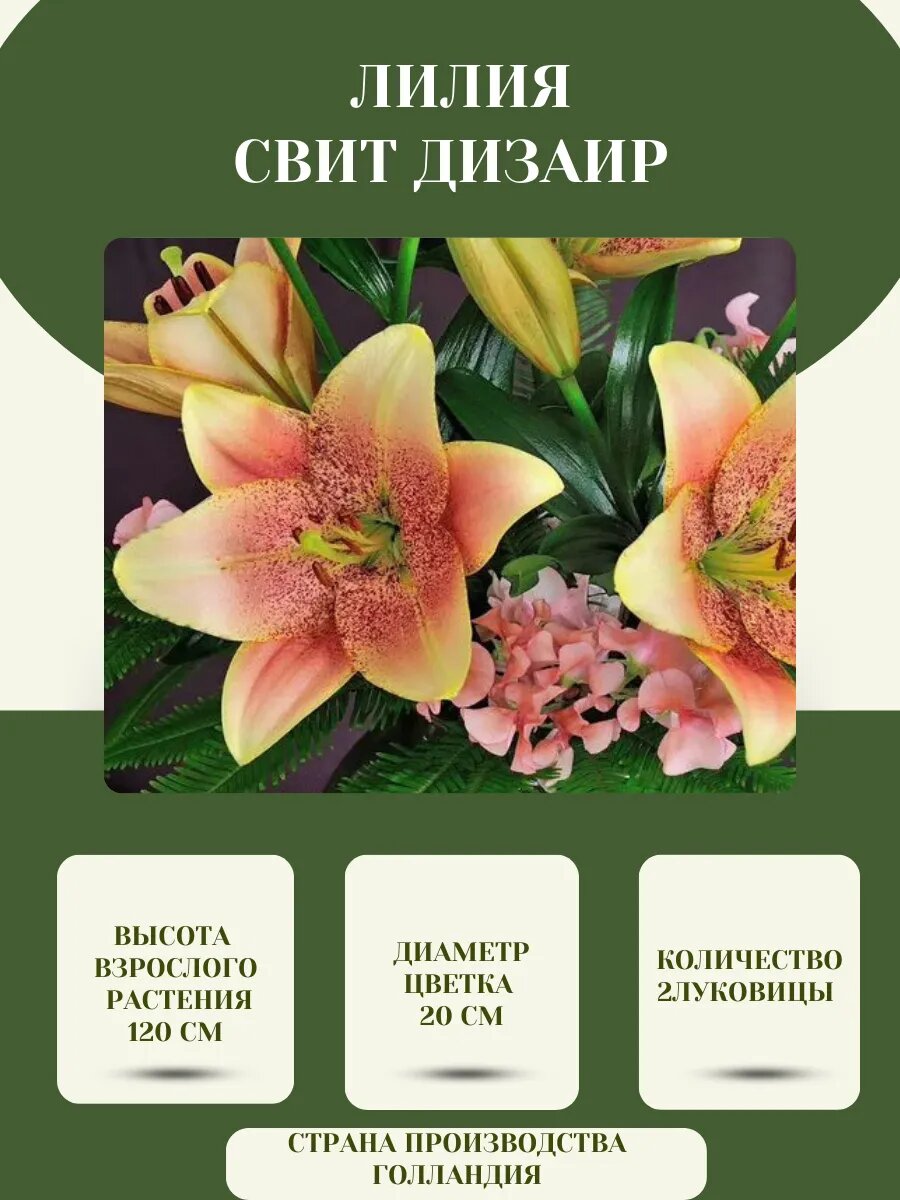 Луковичные растения лилии азиатские восточные