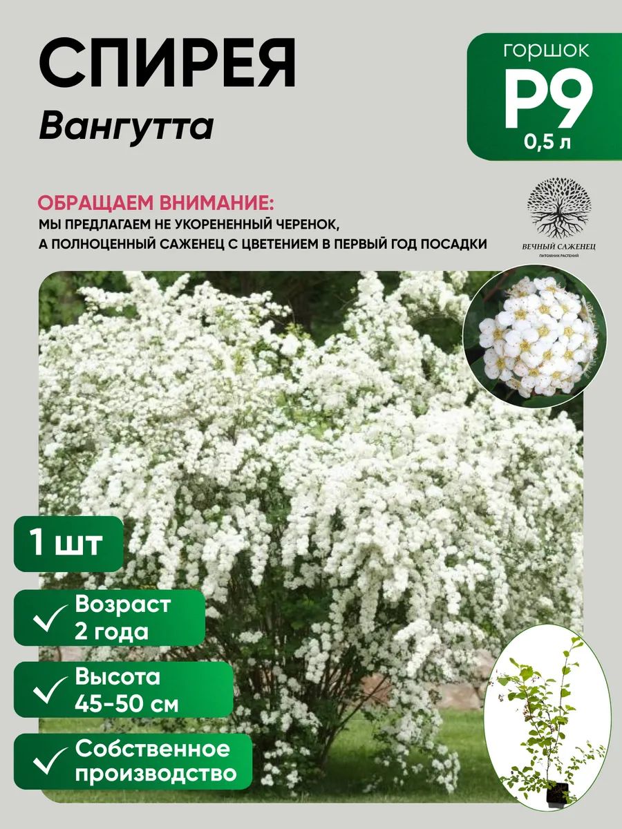 Спирея Вангутта, саженец для сада и дачи, декоративное растение для посадки