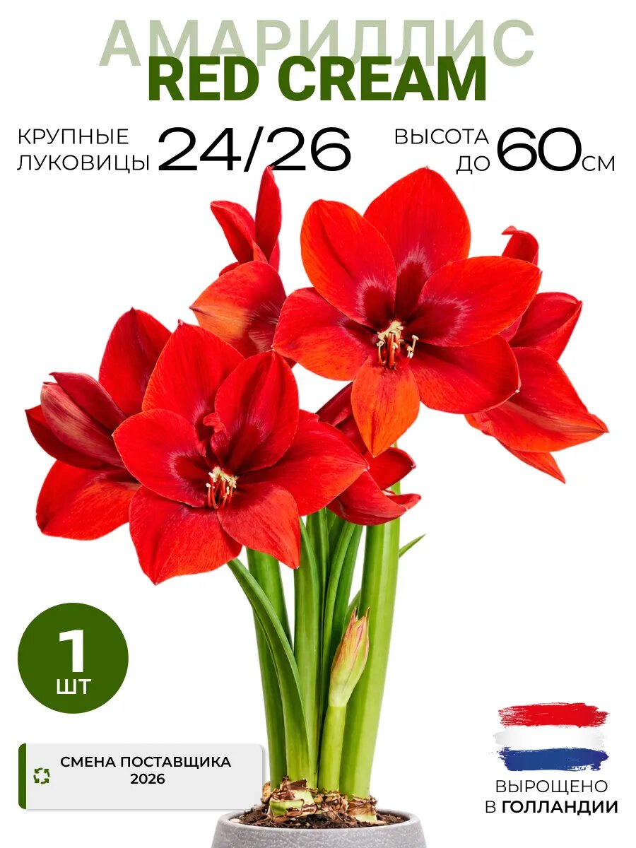 Амариллис луковица живая комнатная