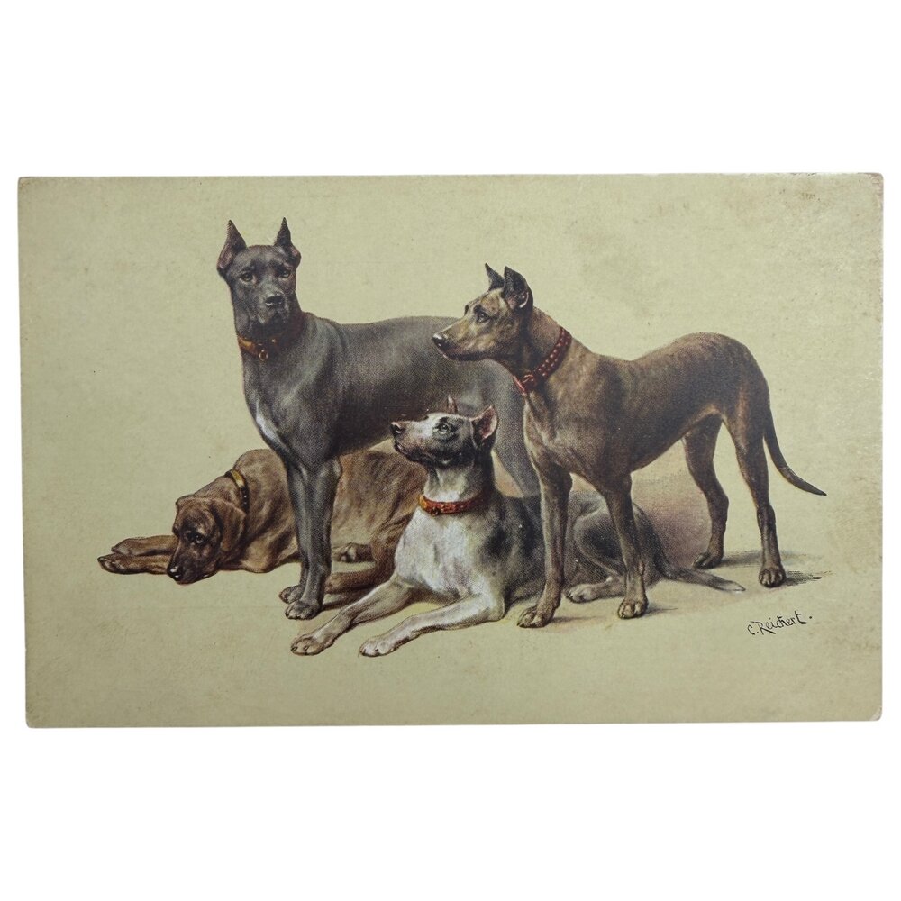 Почтовая открытка "Райхерт - Доги" 1900-1917 гг. Австро-Венгрия