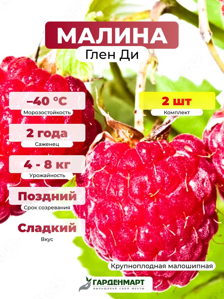 Саженец Малина крупноплодная малошипная Глен Ди, комплект 2 шт.