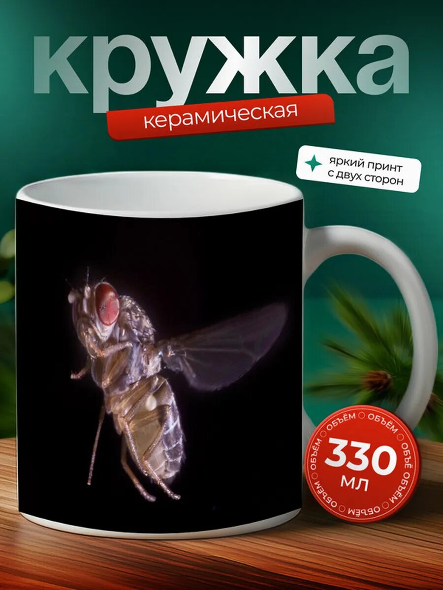 Кружка Муха комнатная насекомое 6,