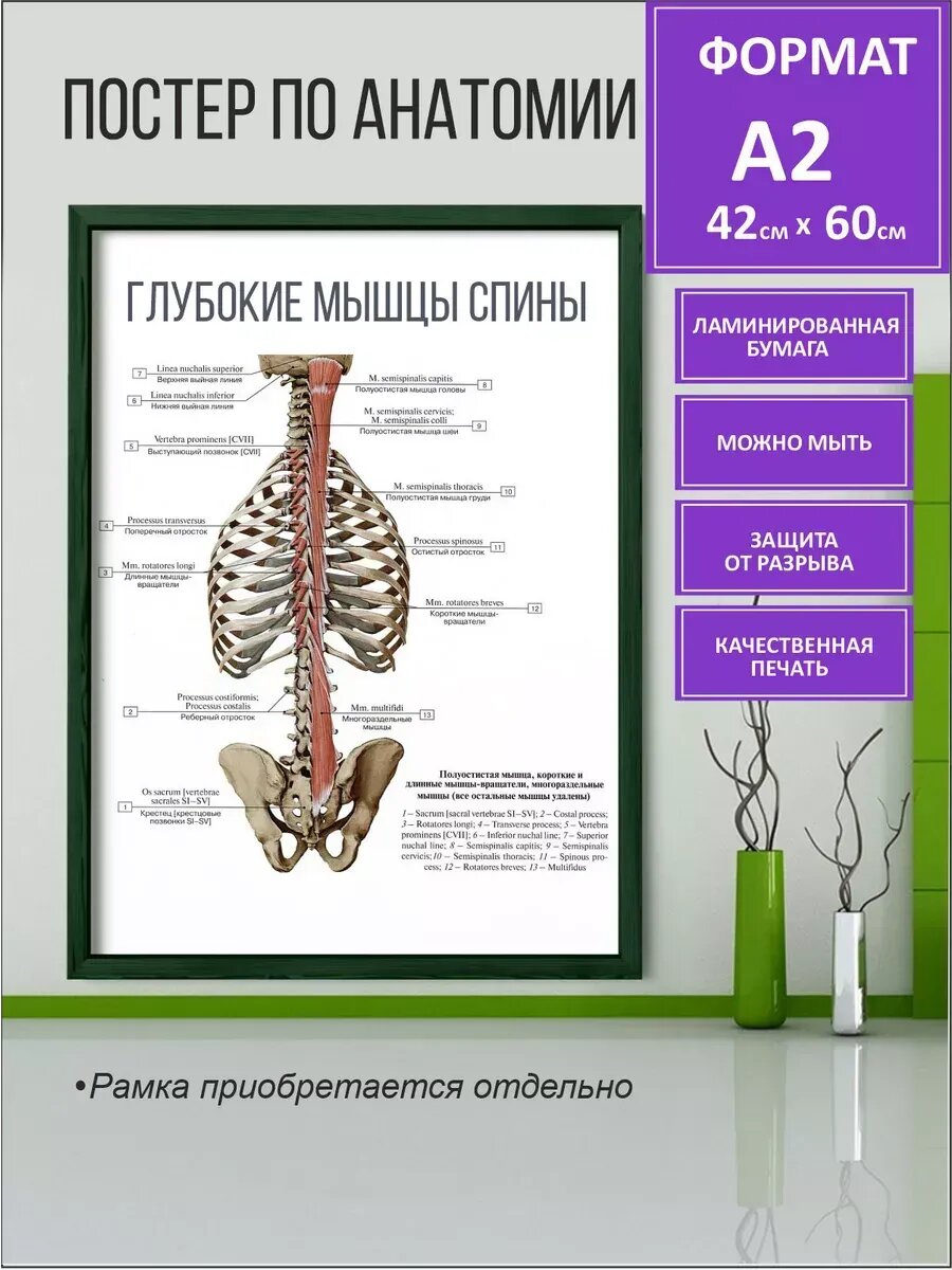 Постеры А2 по анатомии, глубокие мышцы спины