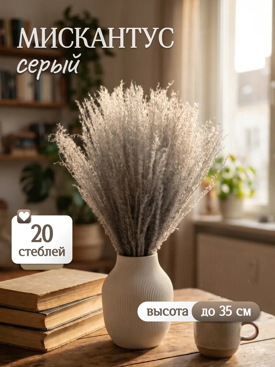 Мискантус серый 20 шт, сухоцветы для декора и интерьера