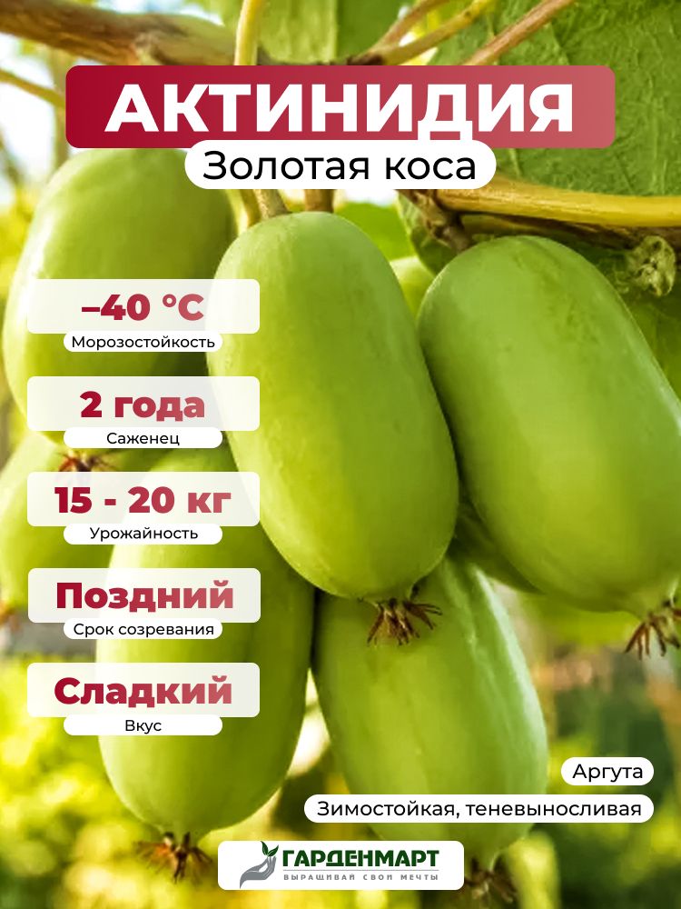 Саженец Актинидия аргута Золотая коса