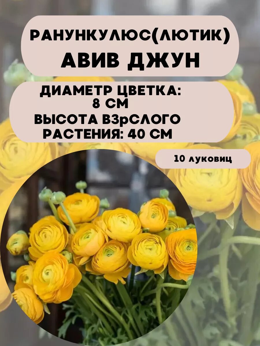 Ранункулюс луковицы/Лютик азиатский
