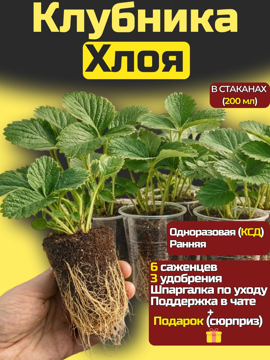 Саженцы клубники Хлоя, 6 шт