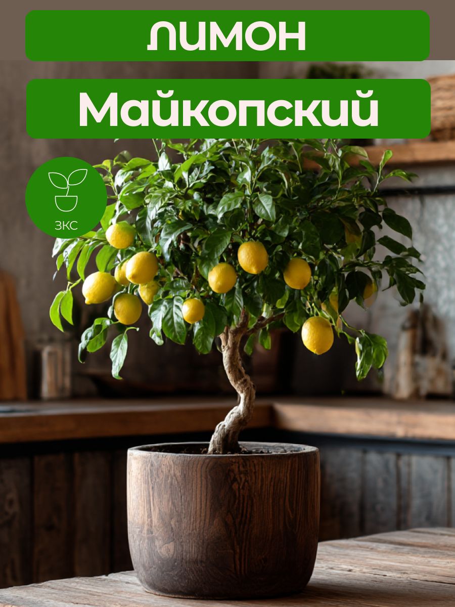Лимон Майкопский